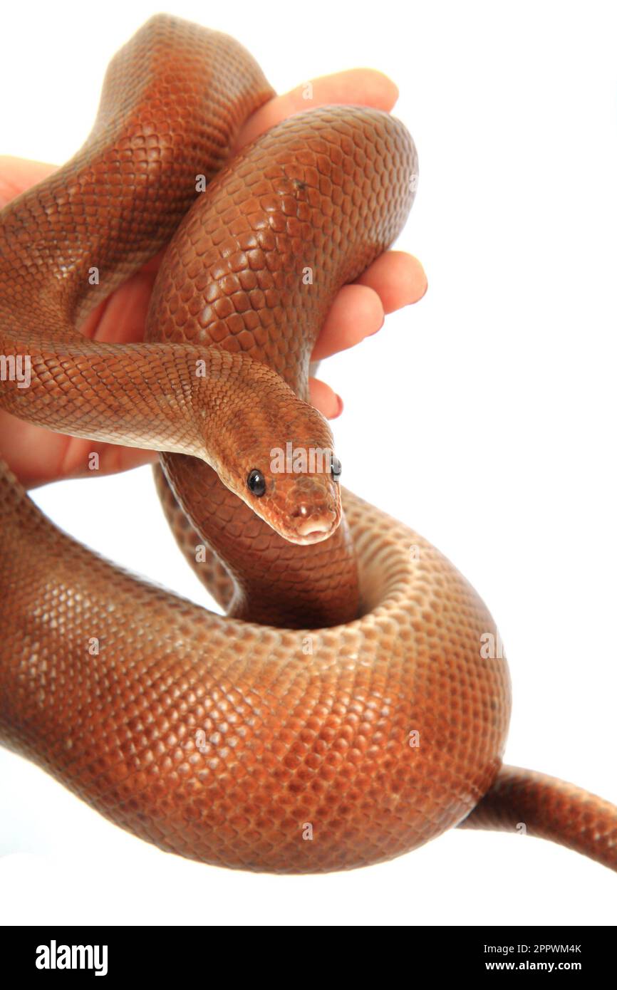 Rainbow Corn Snake