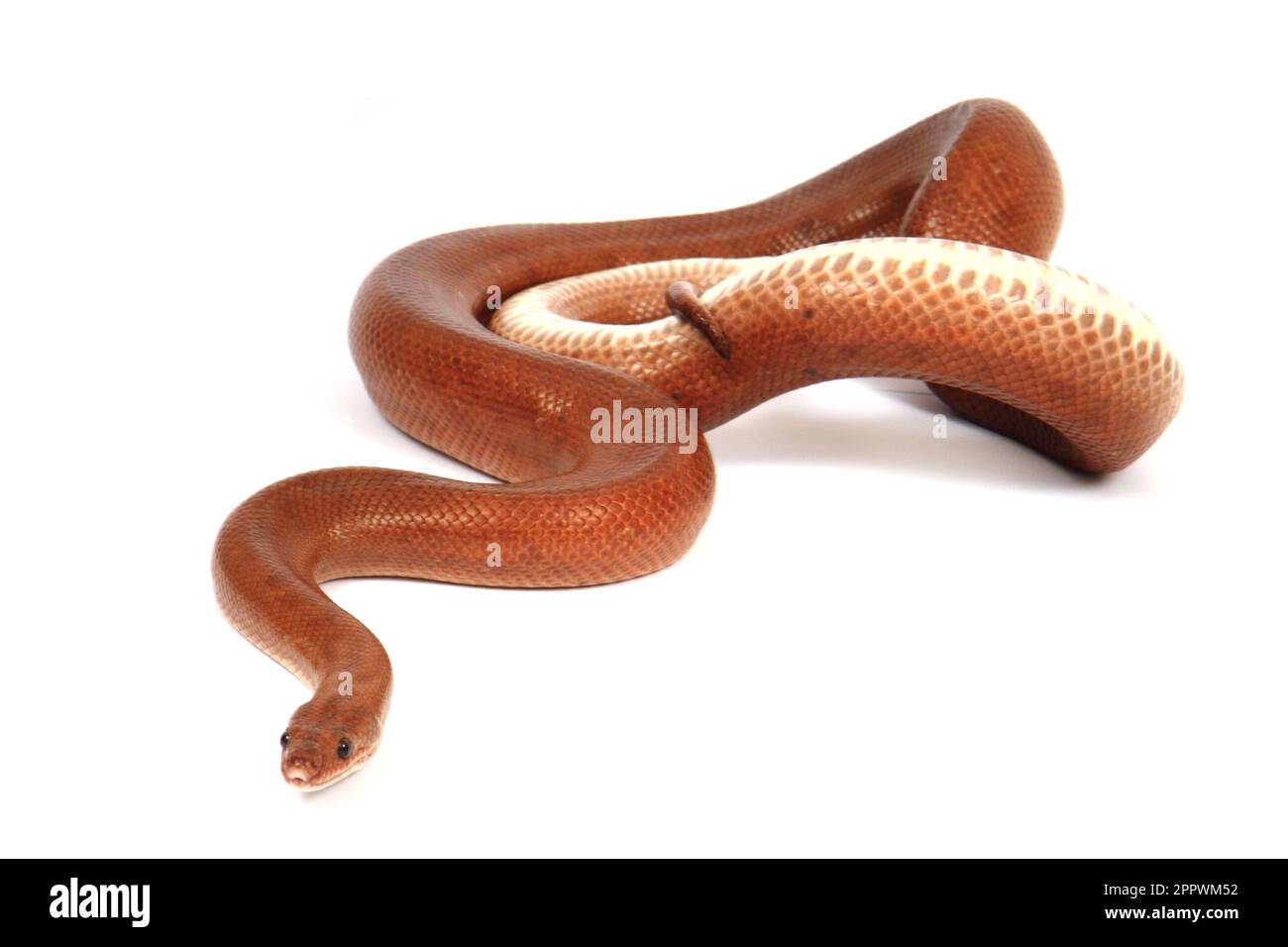 rainbow boa snake isolated on the white background Stock Photo - Alamy