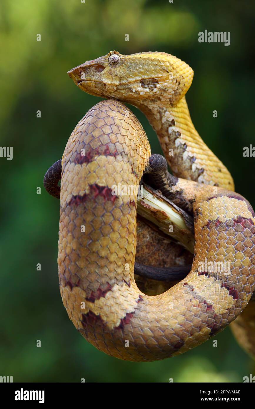 Portrait of a brown pit viper (Tropidolaemus subannulatus) coiled on a ...