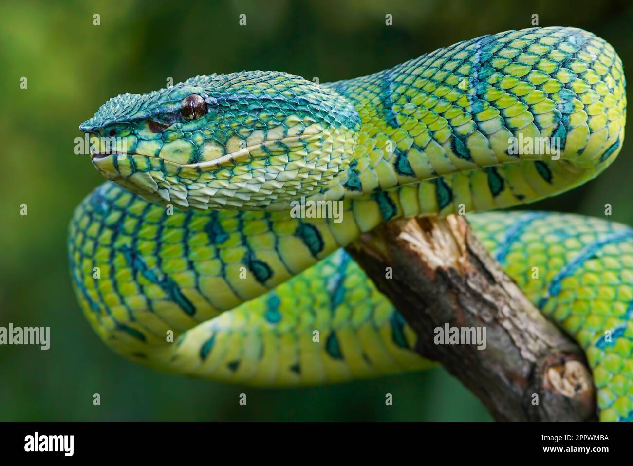Portrait of a green pit viper (Tropidolaemus subannulatus) coiled on a ...