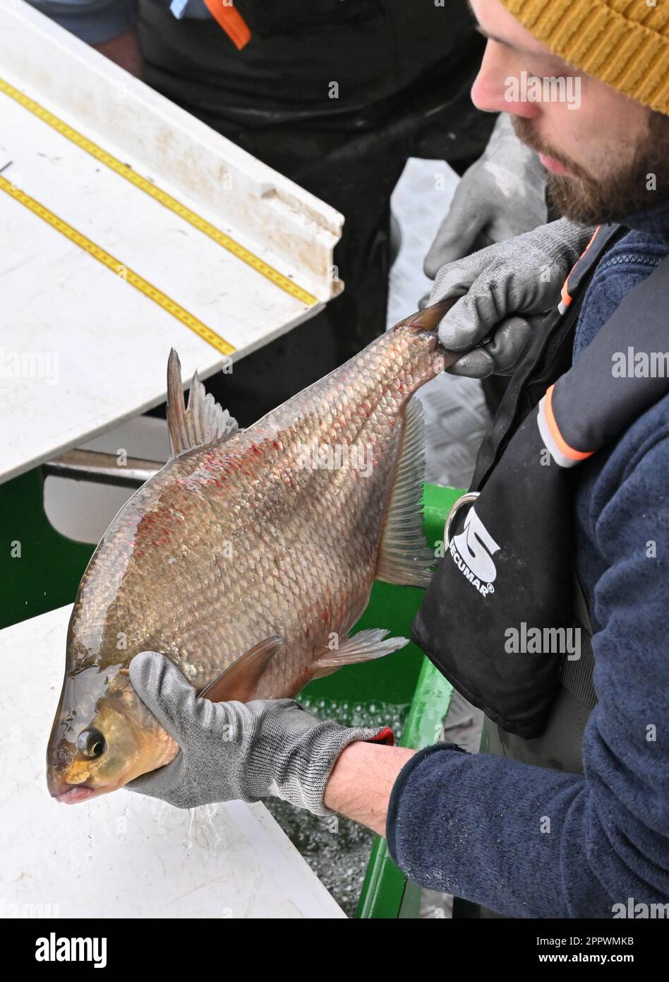 25 April 2023, Brandenburg, Küstrin-Kietz: Sascha Starck, a scientist ...
