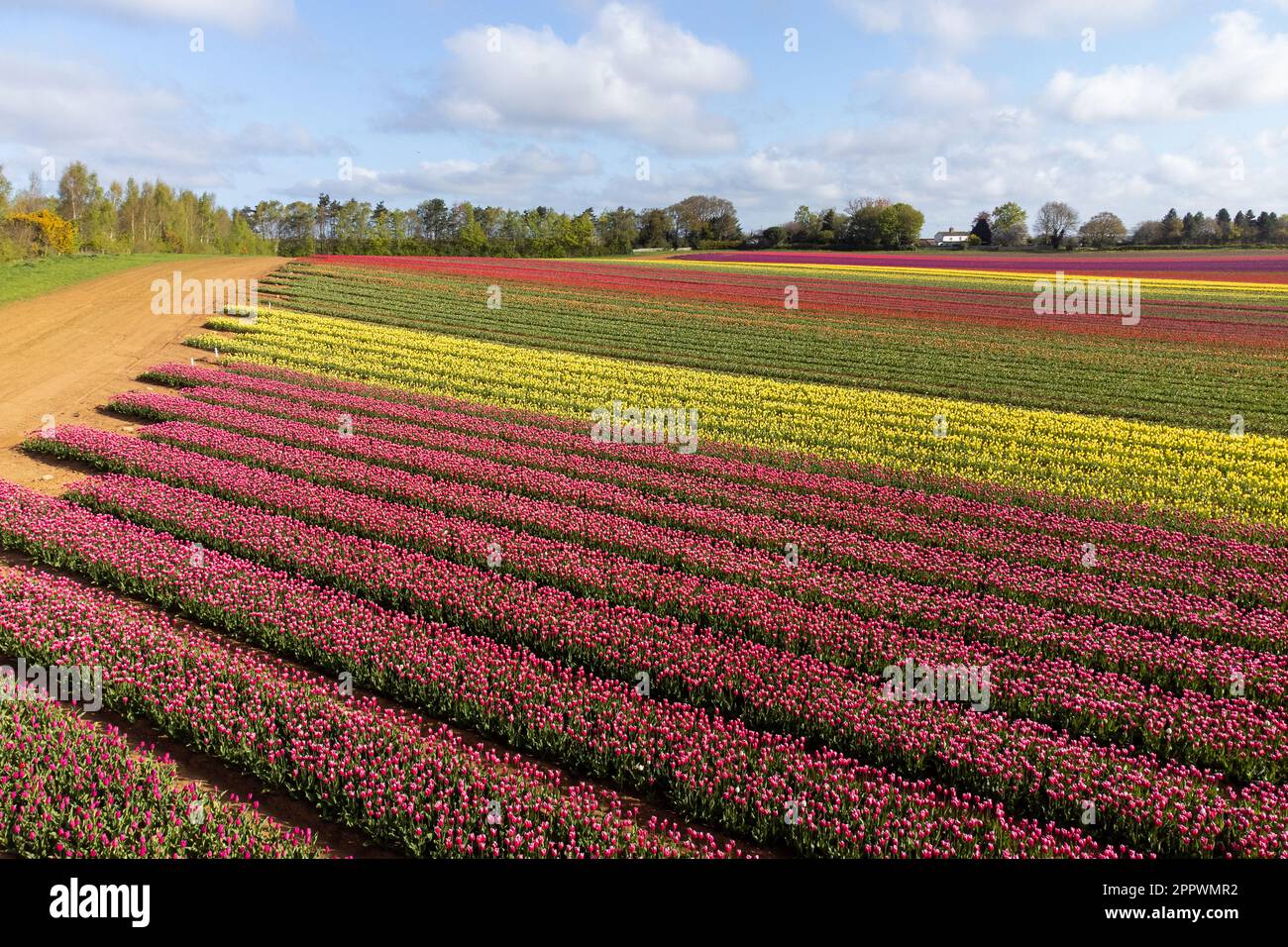 A Field Of Tulips Comes Into Colour Near Kings Lynn In Norfolk Where