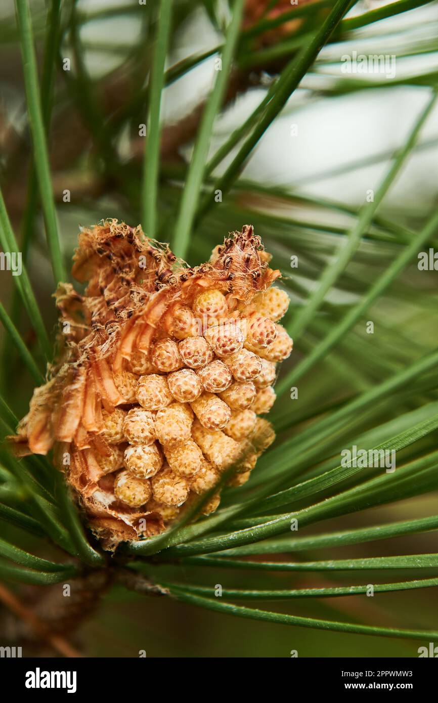Detail ecological environment hi-res stock photography and images - Alamy