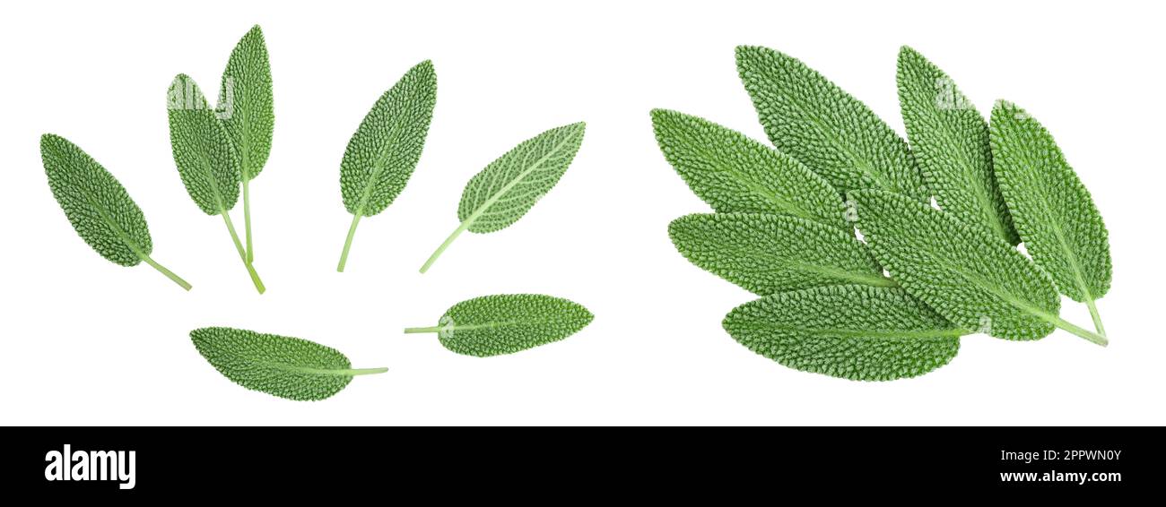 fresh sage herb isolated on white background with full depth of field ...