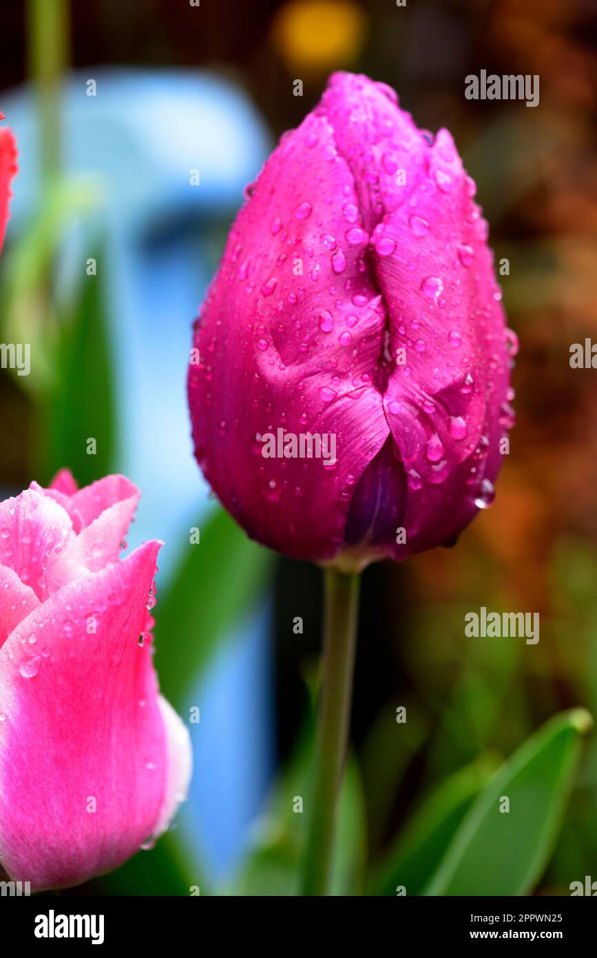 Adding splashes of colour hi-res stock photography and images - Alamy