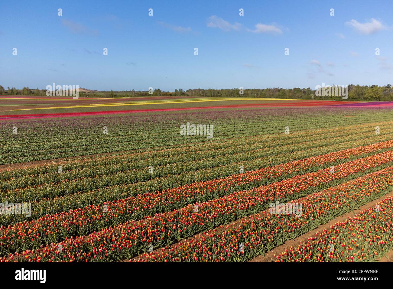A field of tulips comes into colour near King's Lynn in Norfolk where ...
