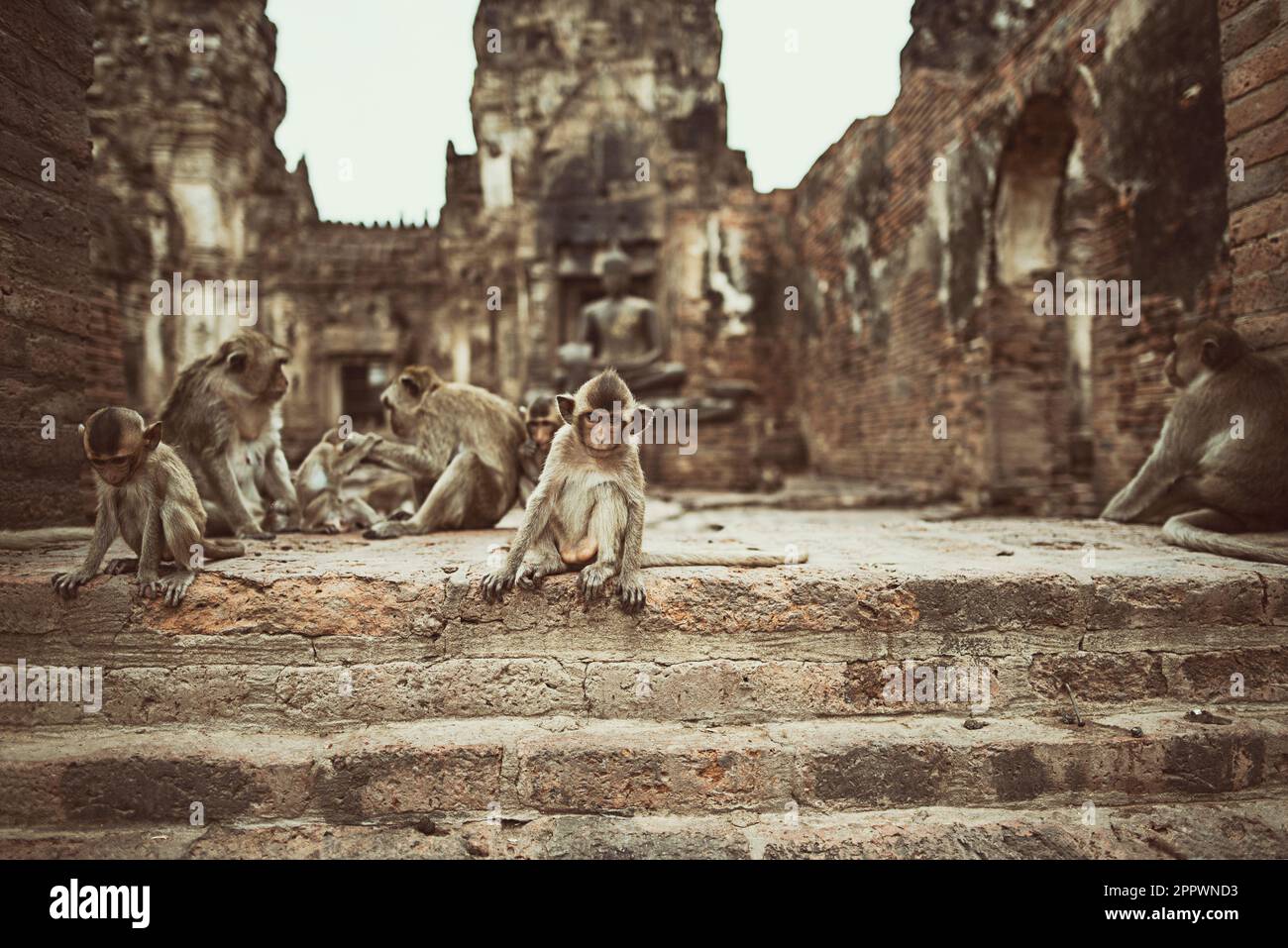 Troop of Monkeys sitting on steps of Phra Prang Sam Yot Temple, Lopburi ...