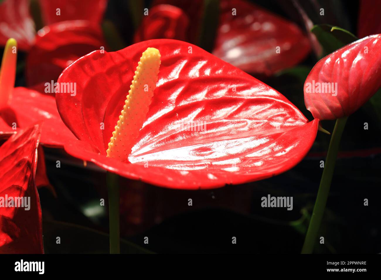 Anthurium lilies hi-res stock photography and images - Alamy