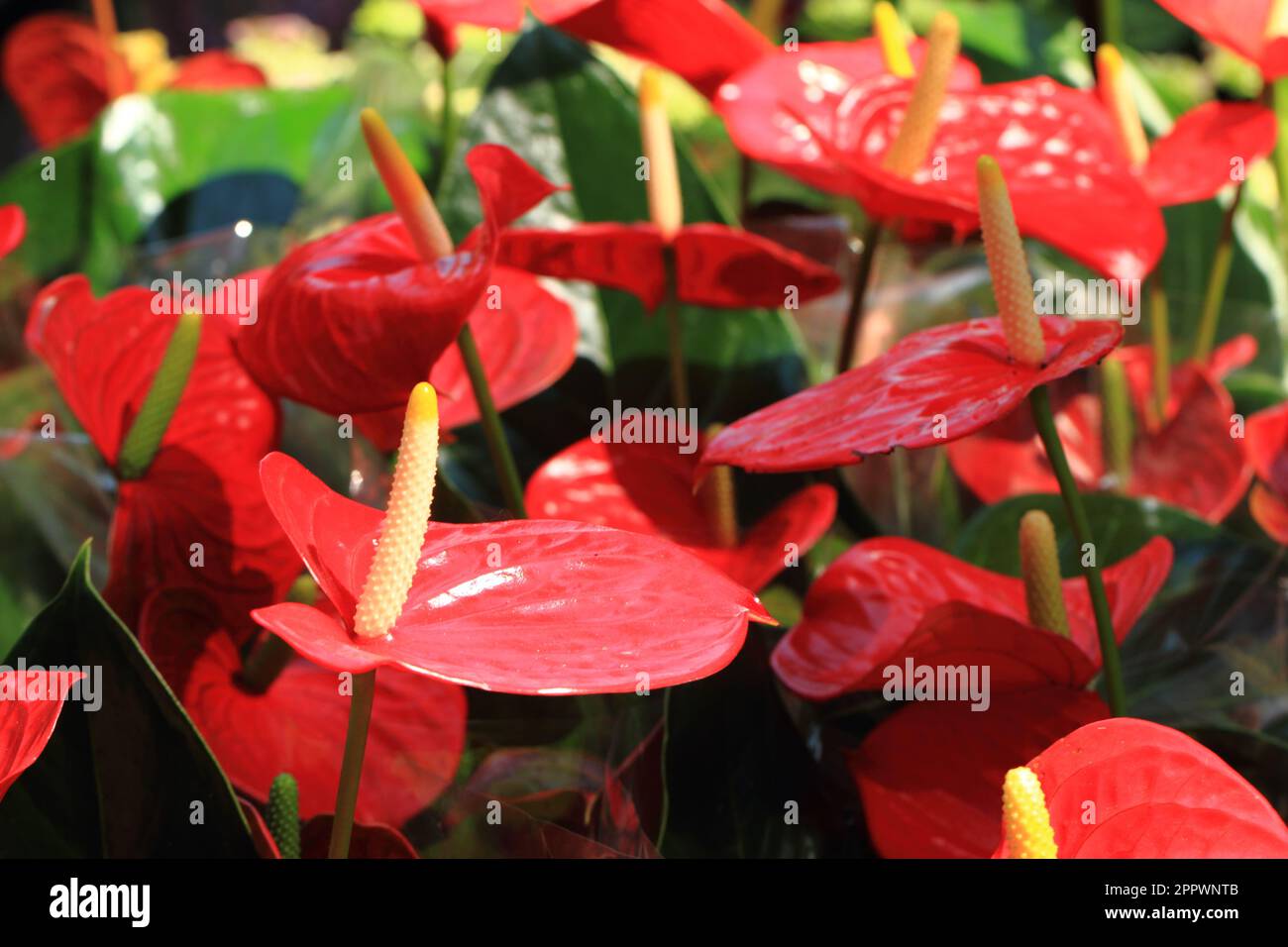 Anthurium lilies hi-res stock photography and images - Alamy