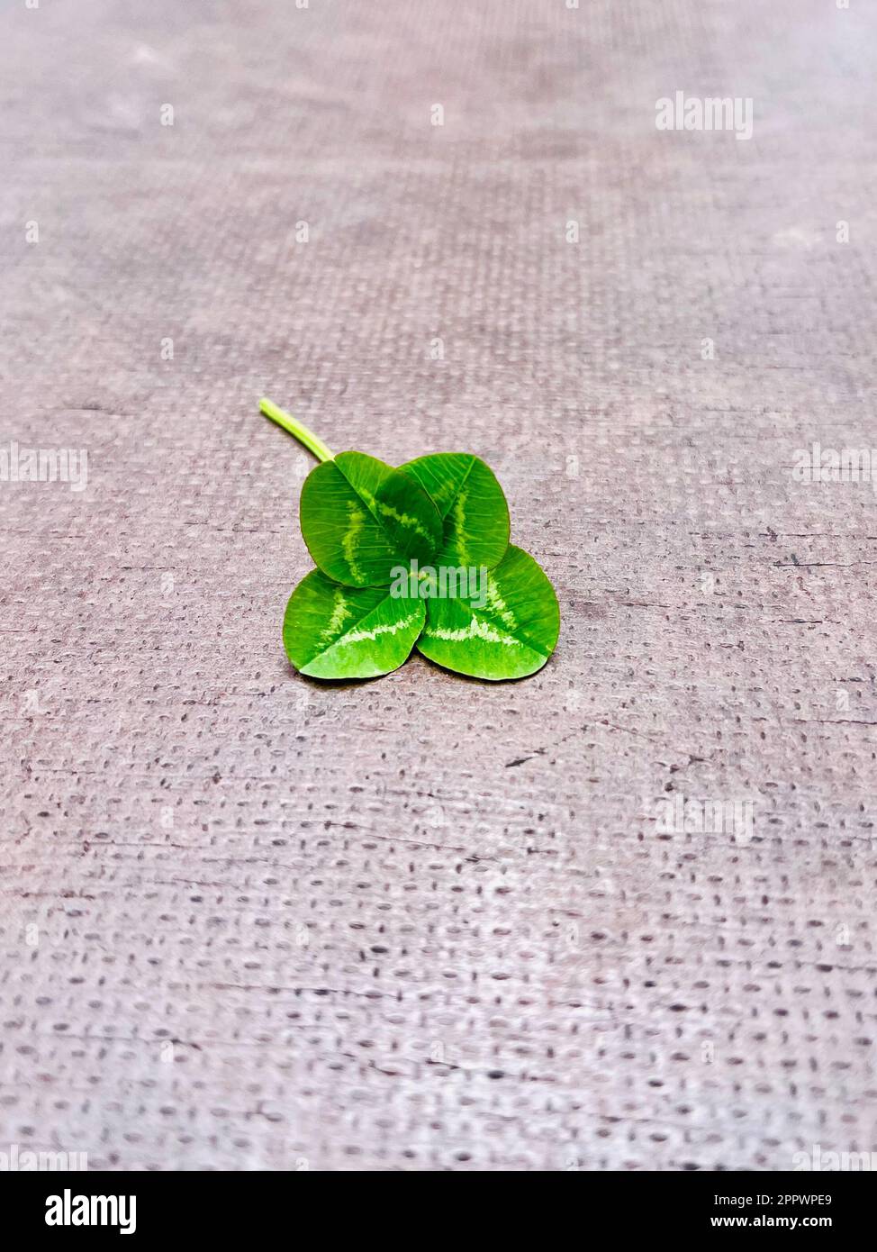 Four leafed clover hi-res stock photography and images - Alamy