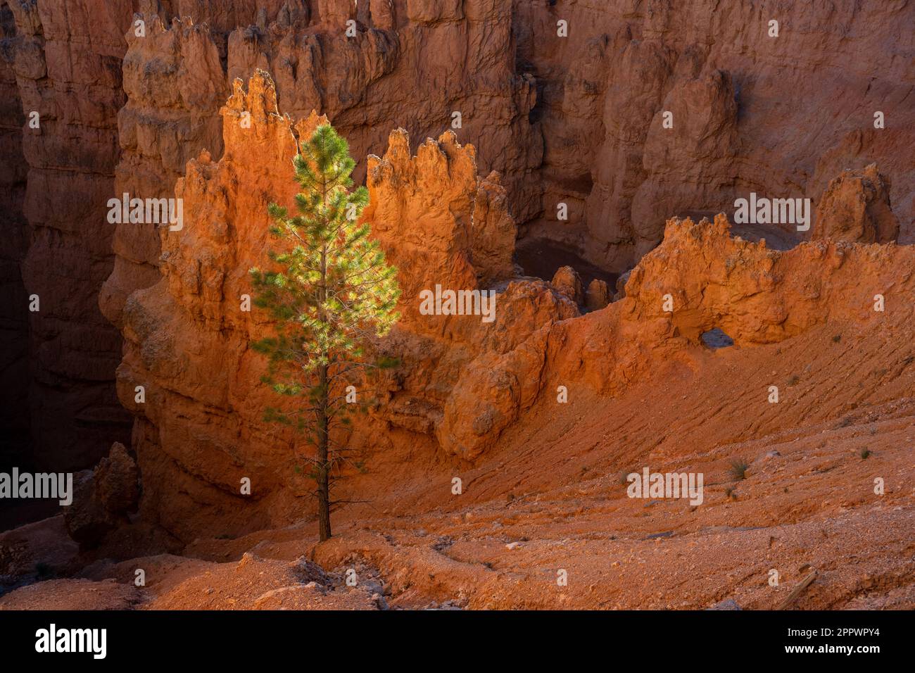 Lone tree bryce canyon utah hi-res stock photography and images - Alamy