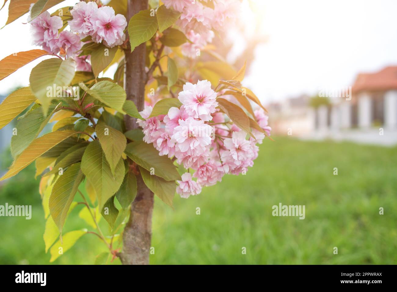 Young sakura tree in the street Stock Photo - Alamy
