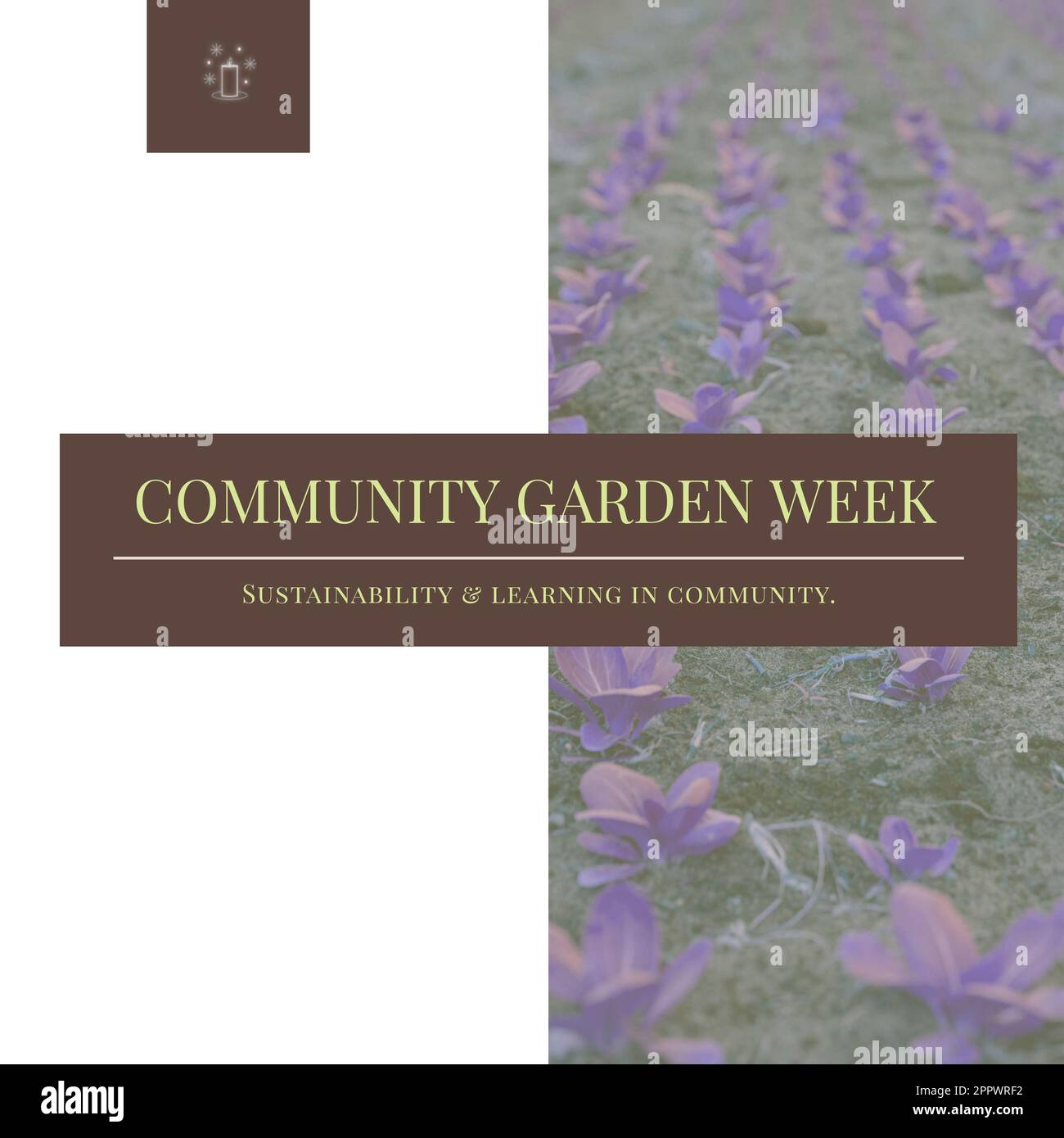Composition of community garden week text over rows of seedlings Stock ...