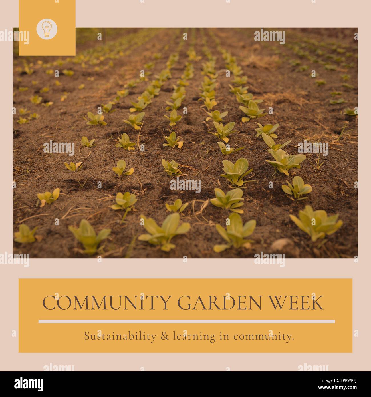 Composition of community garden week text over rows of seedlings Stock ...