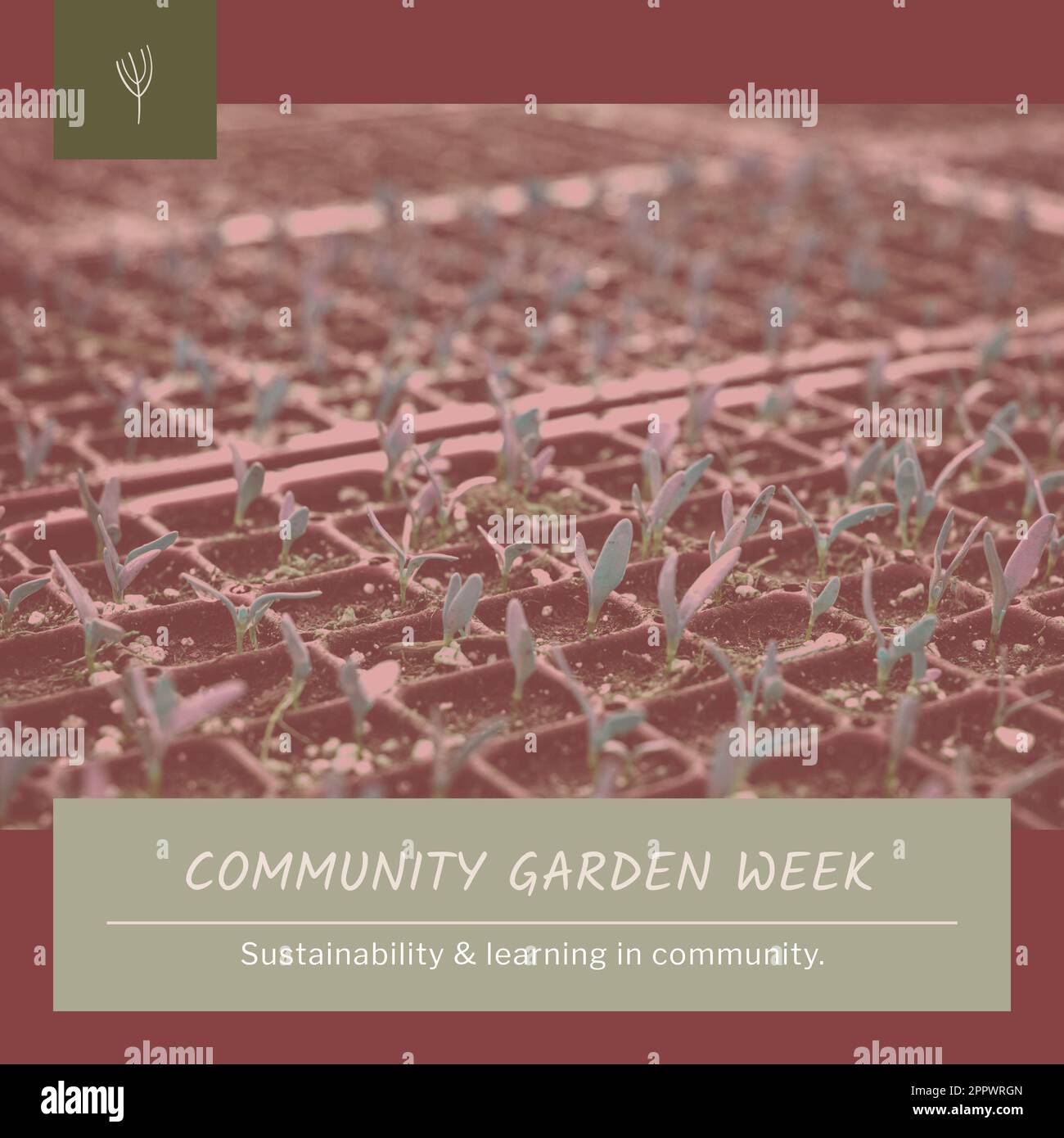 Composition of community garden week text over rows of seedlings Stock ...