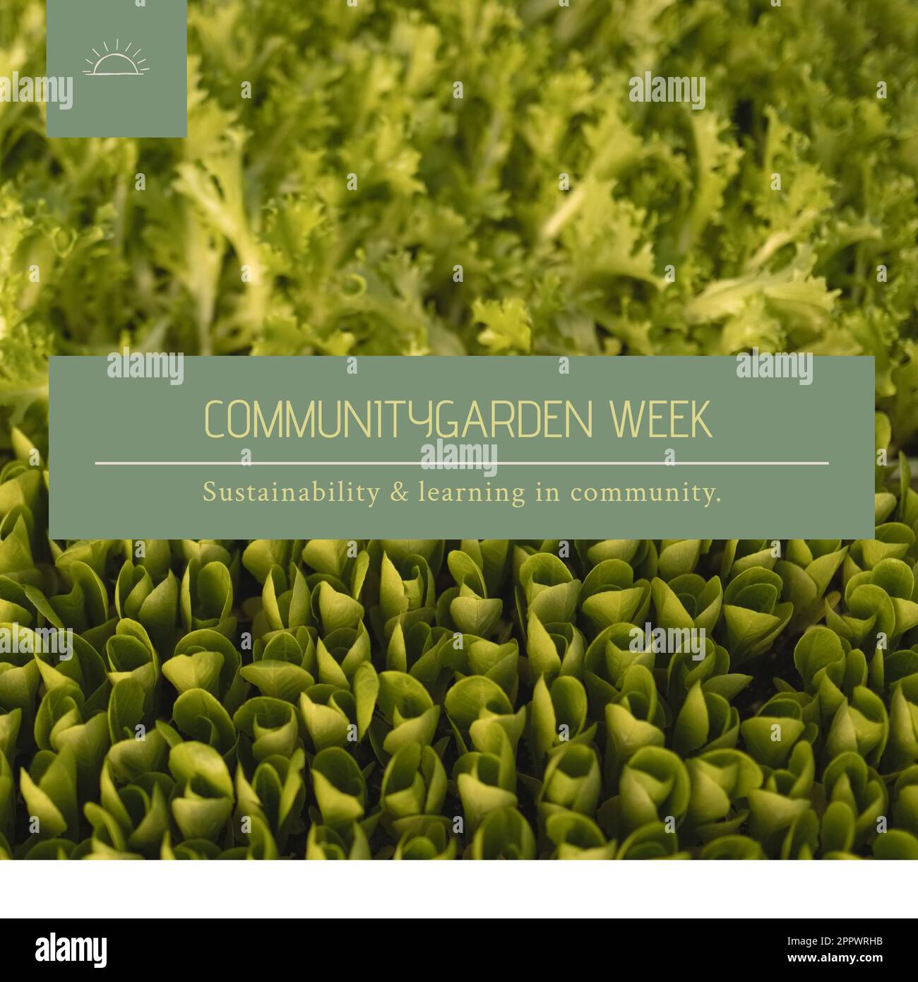 Composition of community garden week text over rows of seedlings Stock ...