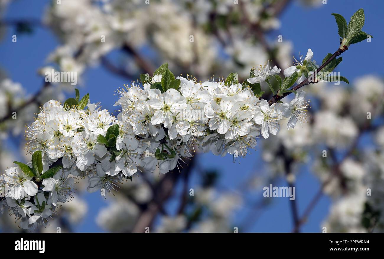 Cherry flowers on fruit tree branches in spring Stock Photo - Alamy