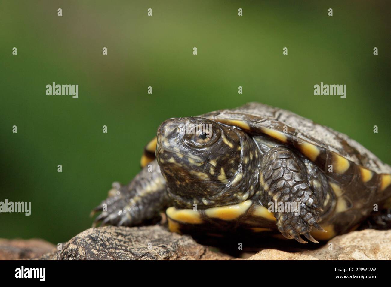 European pond turtle (emys orbicularis) baby turtle, macro photo Stock ...
