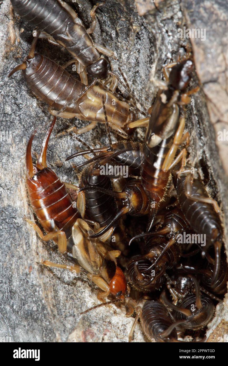 Common earwig european earwig forficula hi-res stock photography and ...
