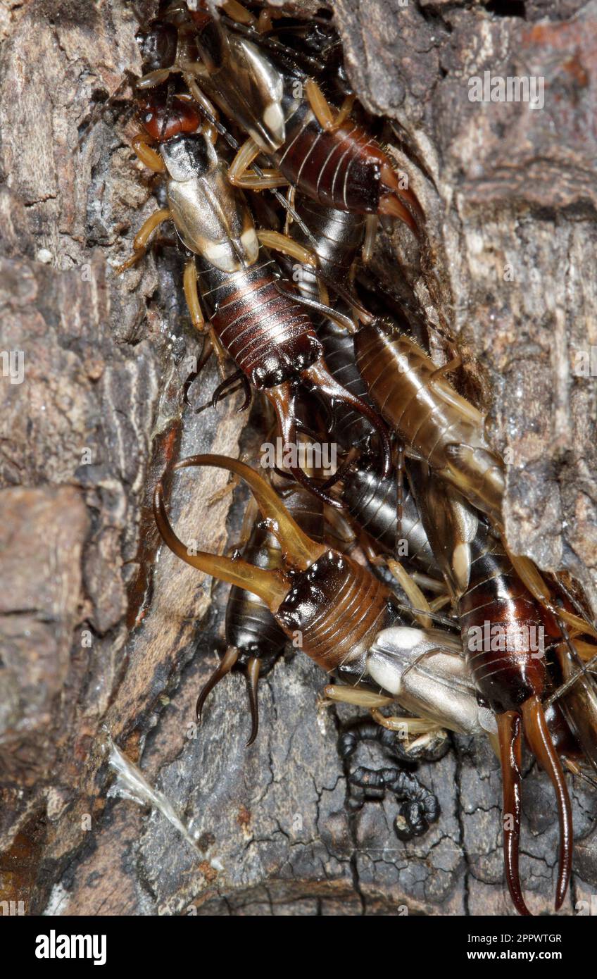 Common earwig european earwig forficula hi-res stock photography and ...