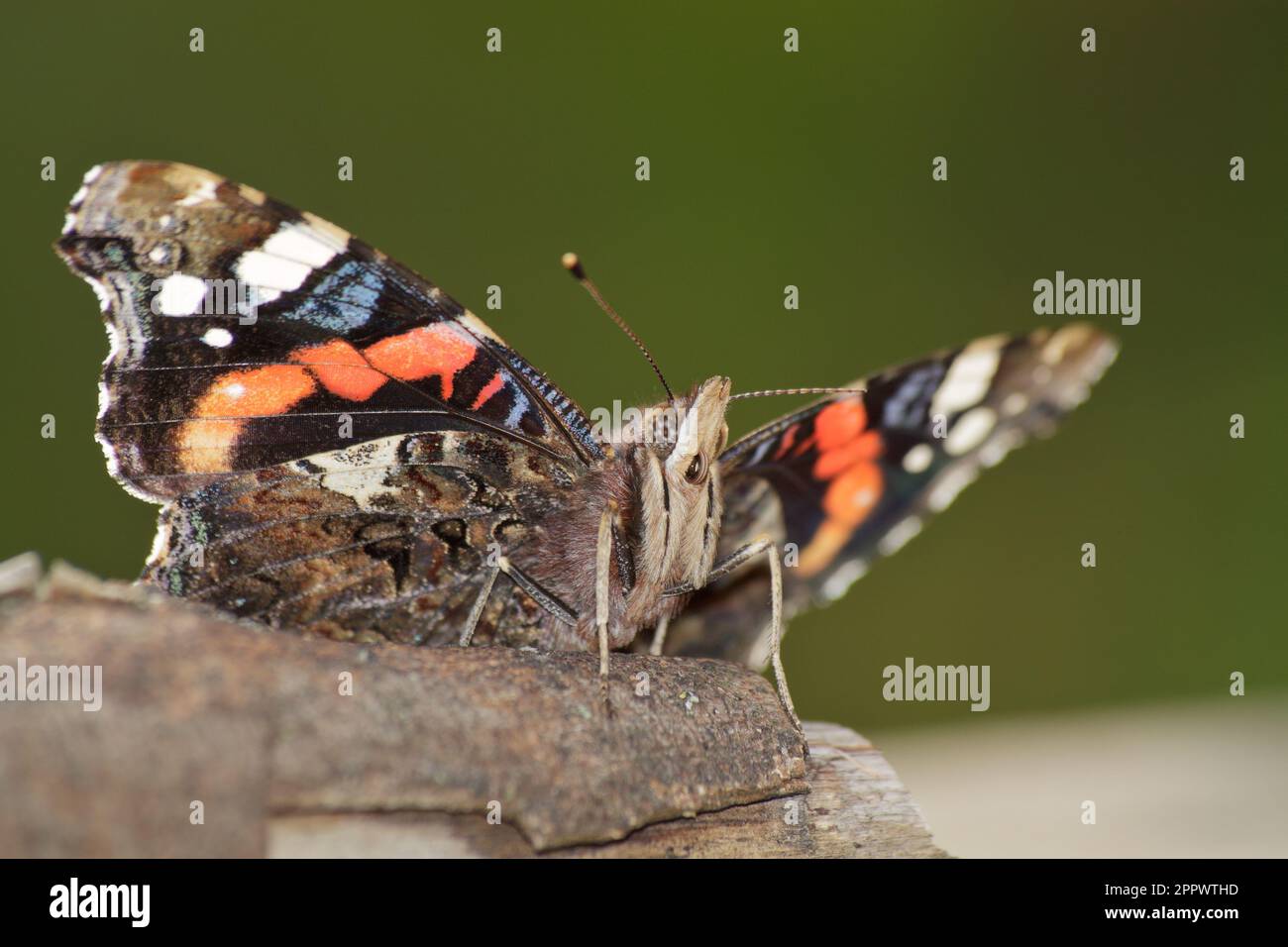 Vanessa atalanta, the red admiral butterfly Stock Photo - Alamy