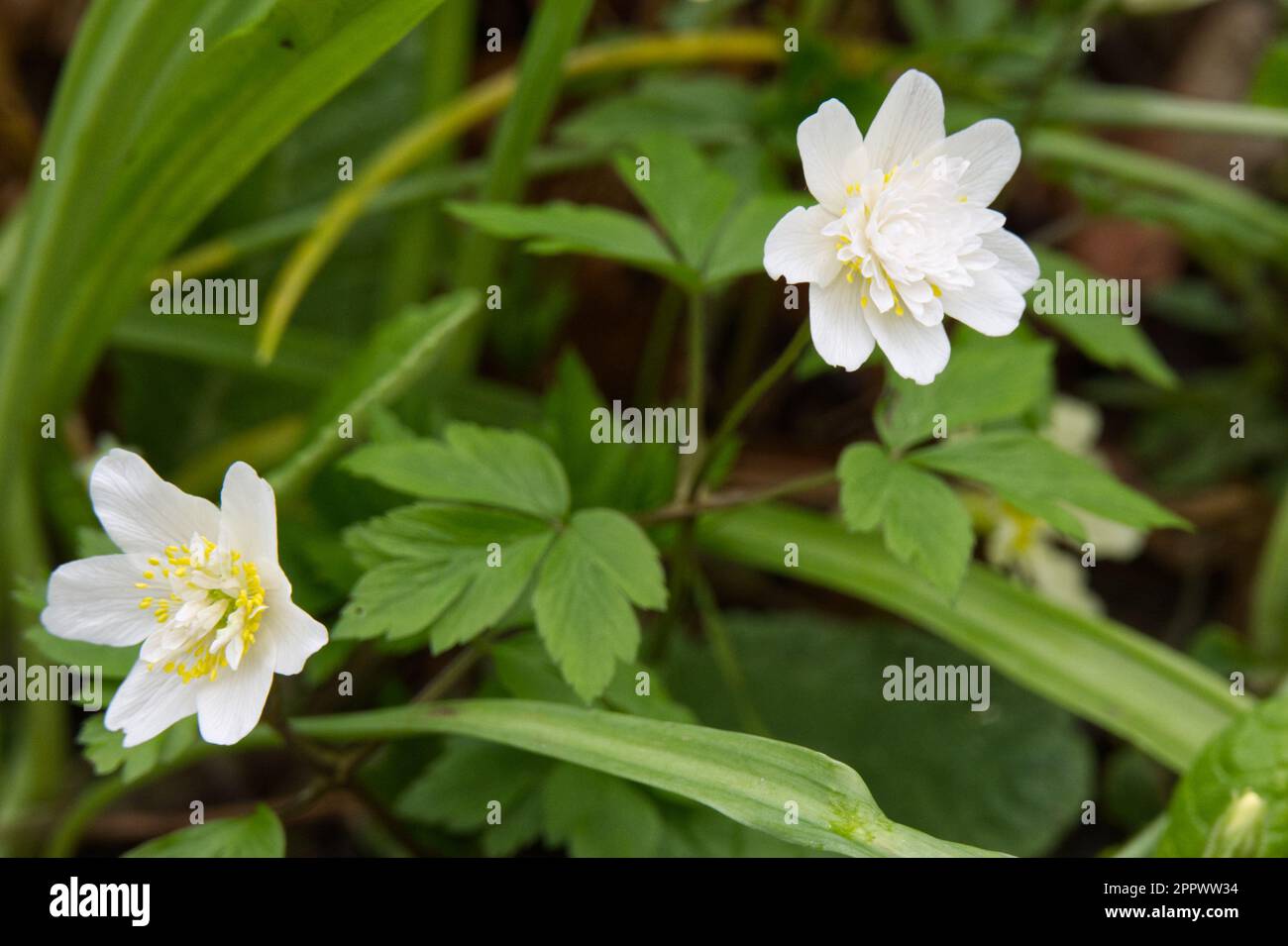 White spring flowers of double wood anemone, Anemone nemorosa 'Flore ...