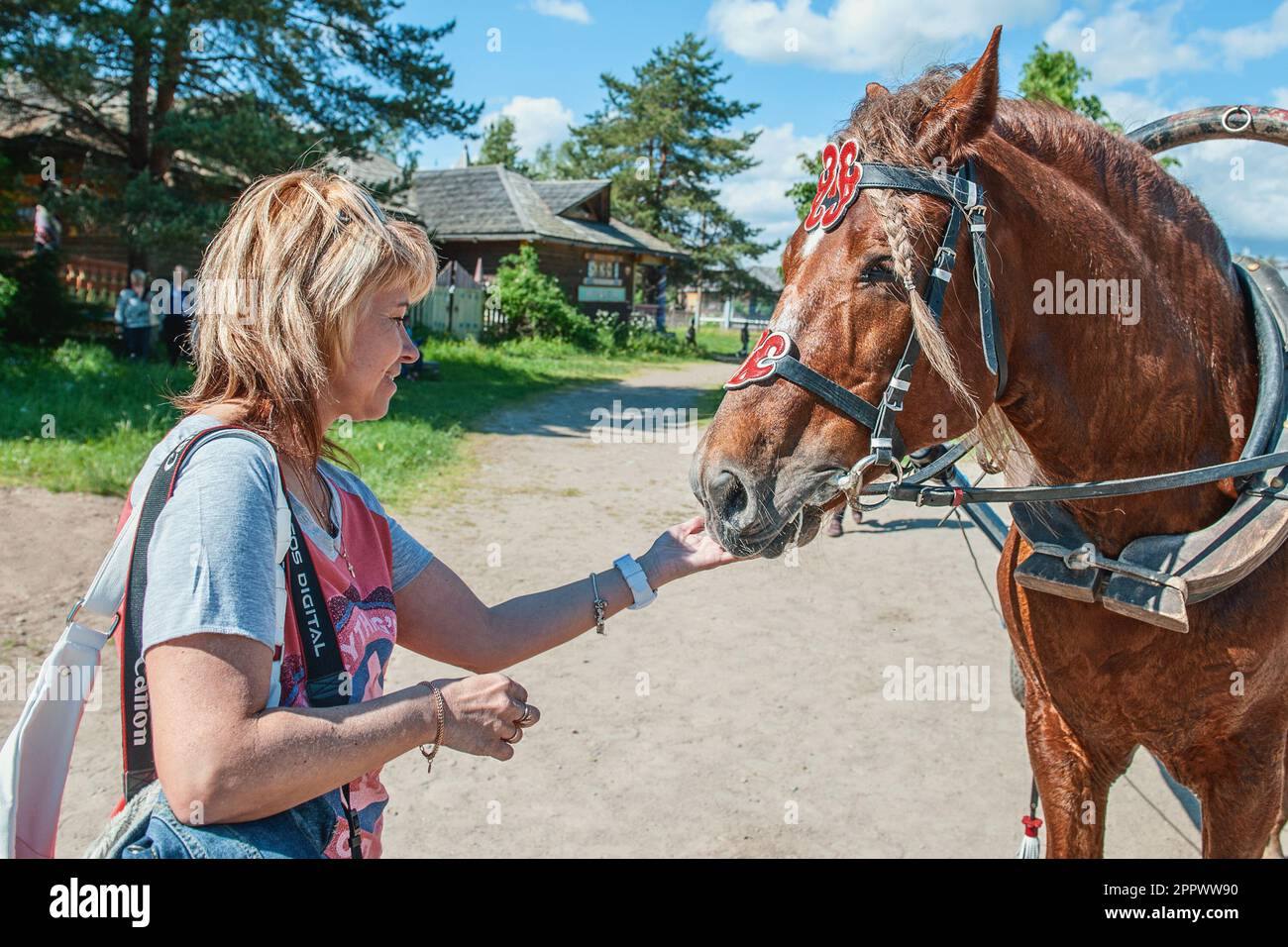 MANDROGI, RUSSIA - JUNE 8, 2015: A tourist strokes a horse. Karelia ...