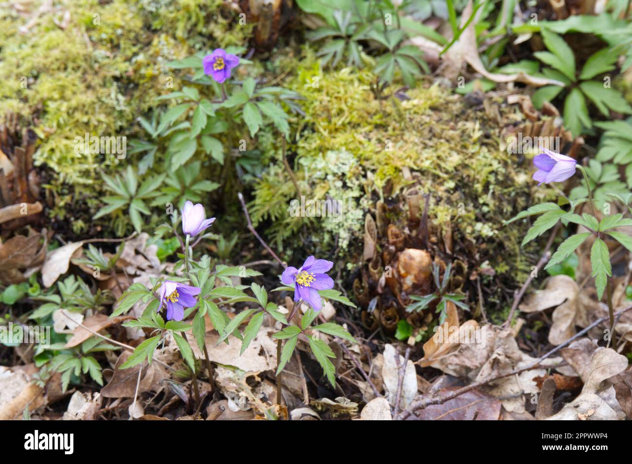 Blue spring flowers of wood anemone Anemone nemorosa 'Caerulea' growing ...
