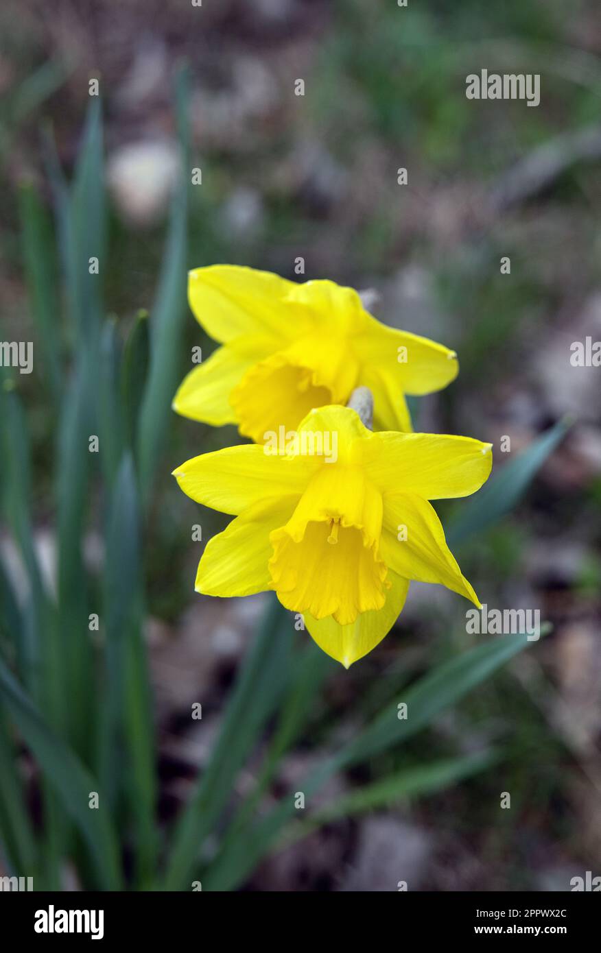 Narcissus flowering in grass hi-res stock photography and images - Alamy