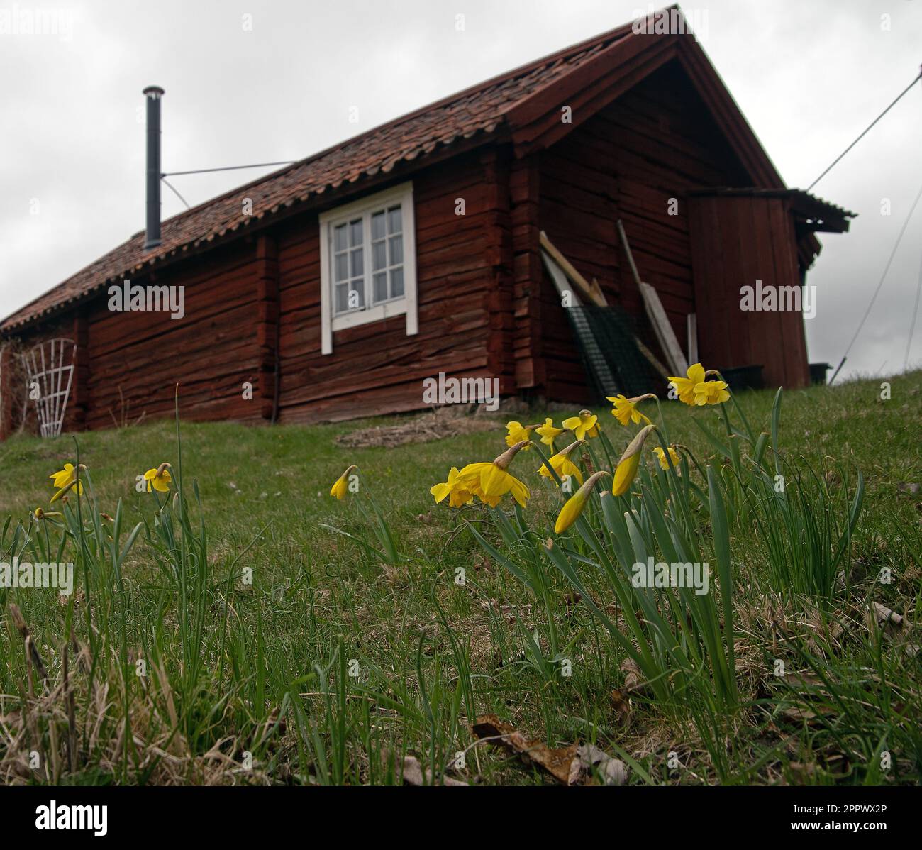 A wild Tenby daffodil, Narcissus obvallaris, in front of an old cottage ...