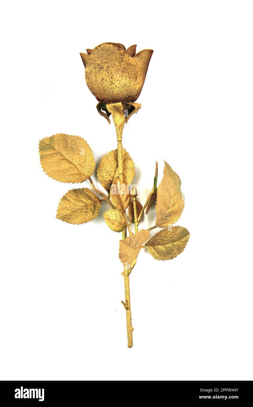 Golden rose isolated hi-res stock photography and images - Alamy