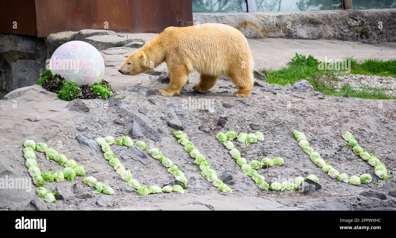 Hanover, Germany. 25th Apr, 2023. Polar bear Nana stands next to the ...
