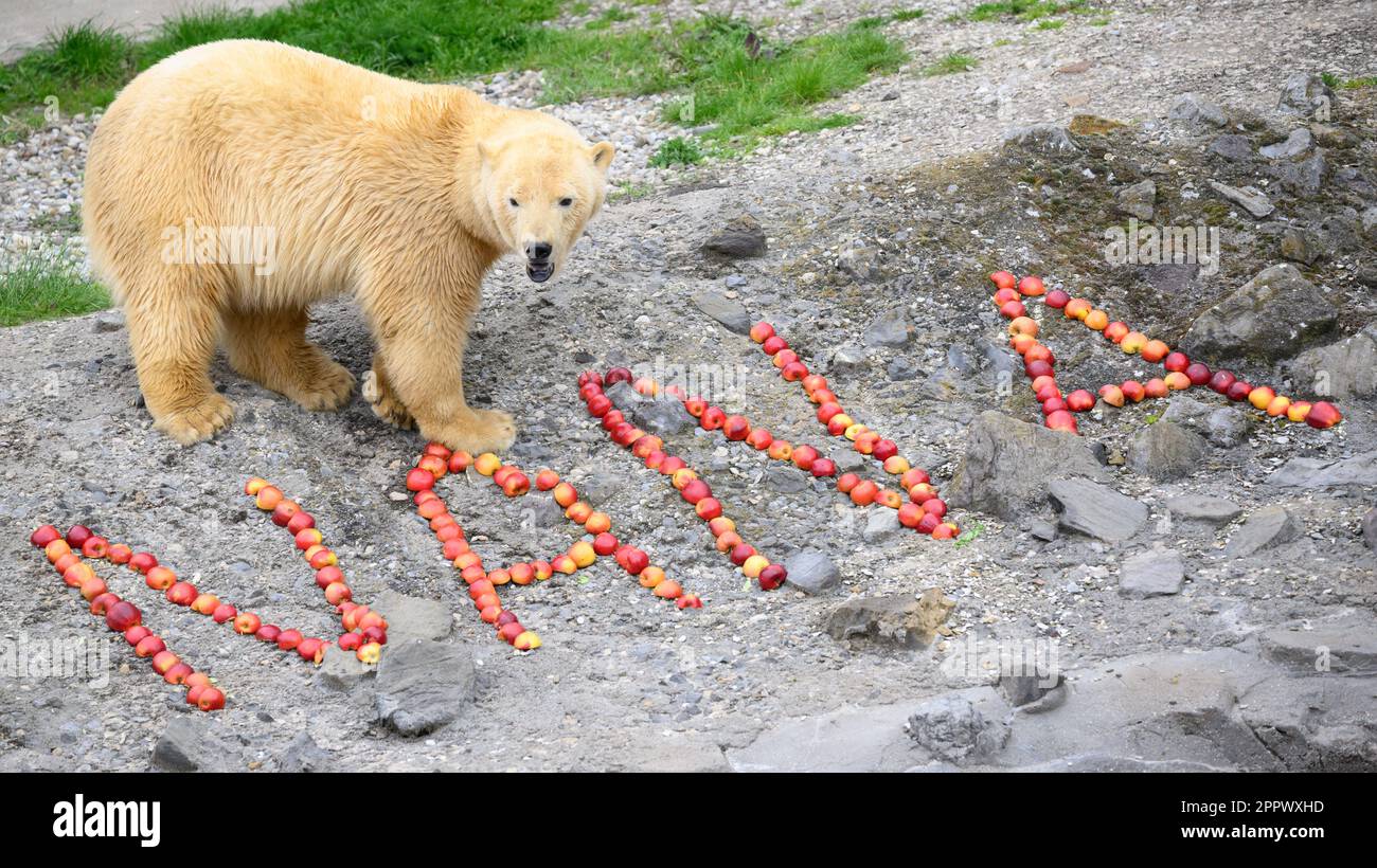 Hanover, Germany. 25th Apr, 2023. Polar bear Nana stands next to the ...