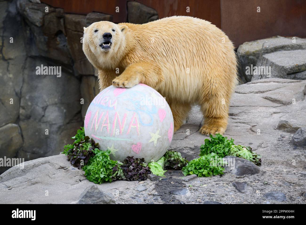 Hannover Zoo Logo