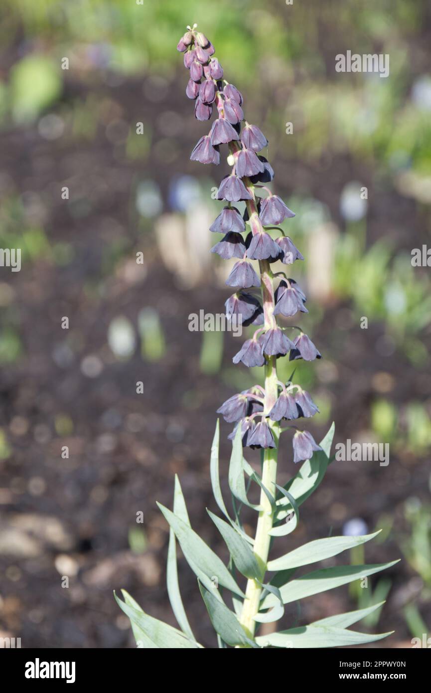 Black spring flowers of Fritillary Fritillaria persica in UK garden ...