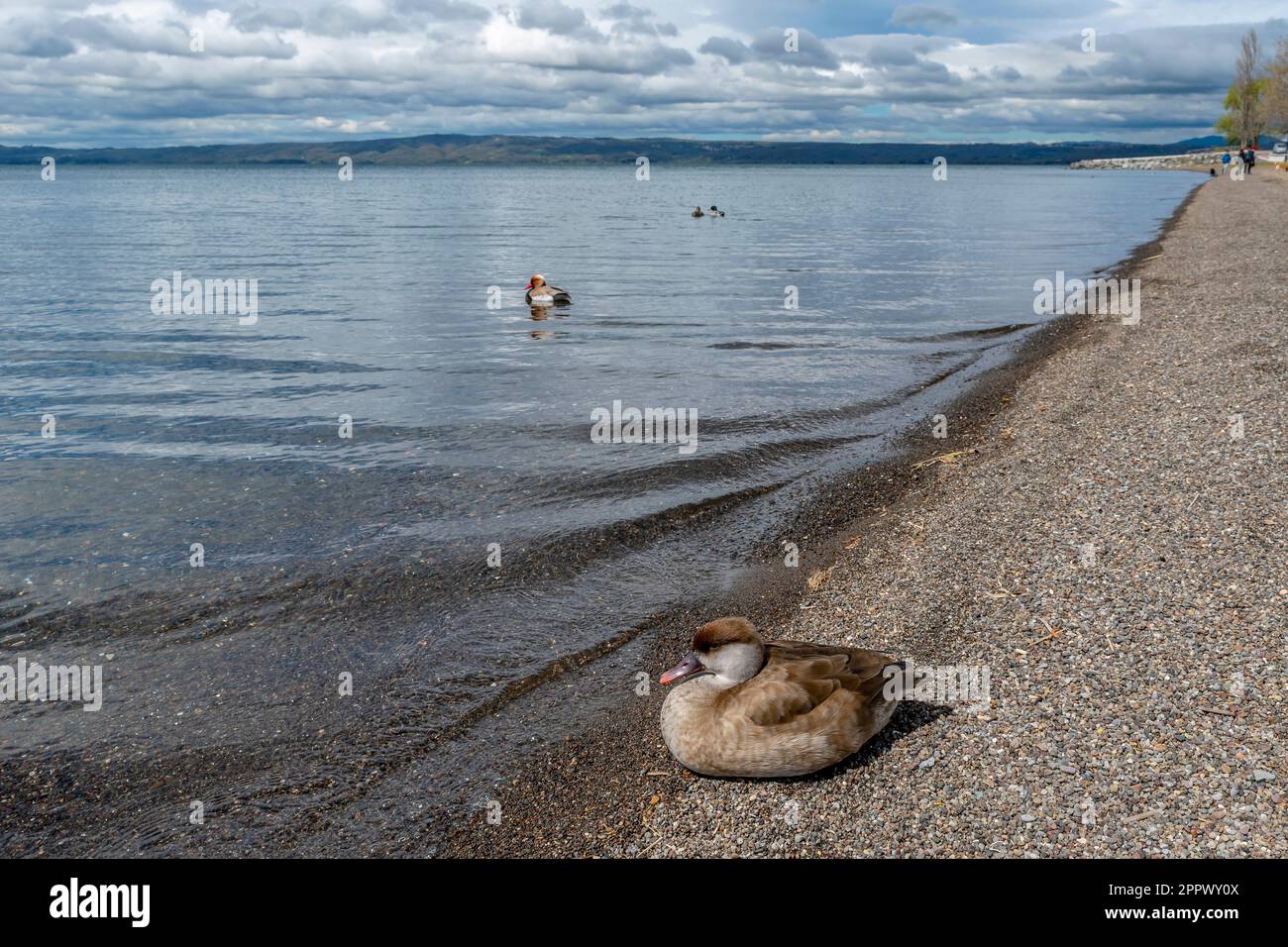 Colorful ducks, including the red-crested pochard in the waters of Lake ...