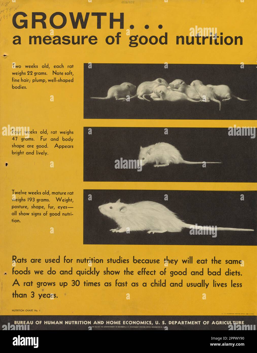 Human rats hi-res stock photography and images - Alamy