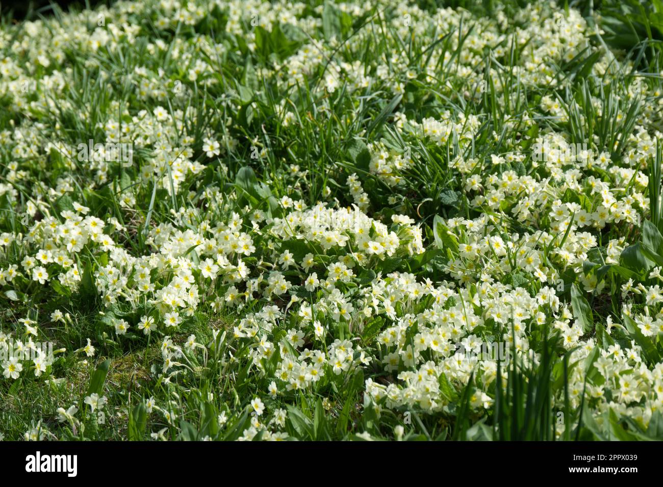 Wild primroses uk hi-res stock photography and images - Alamy