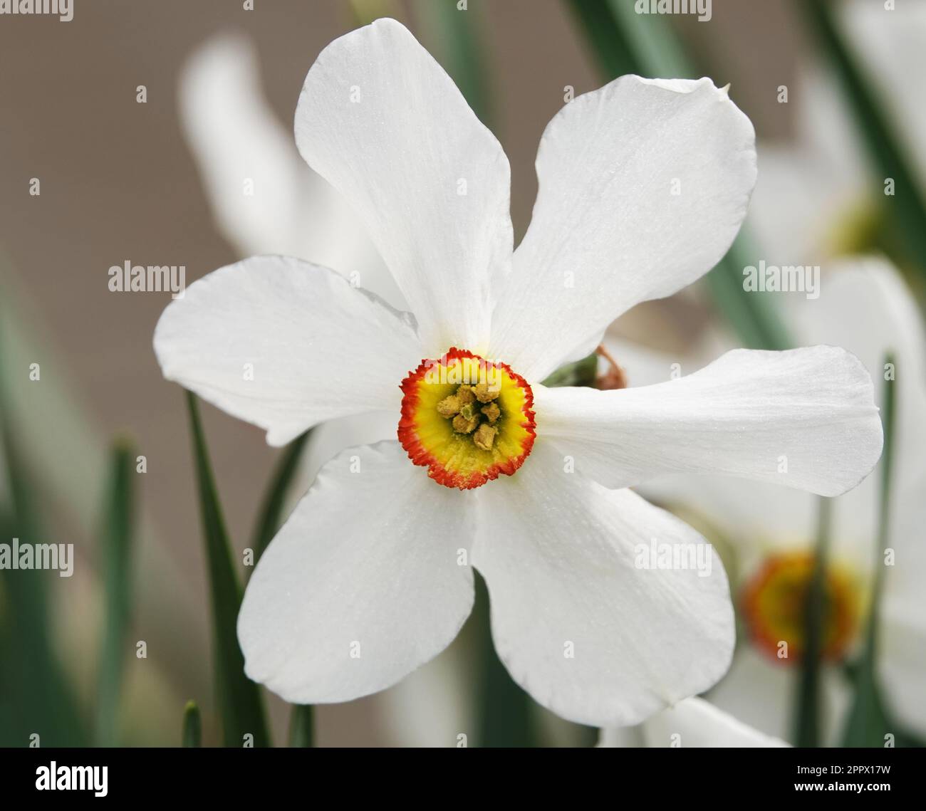 Amaryllisaceae hi-res stock photography and images - Alamy