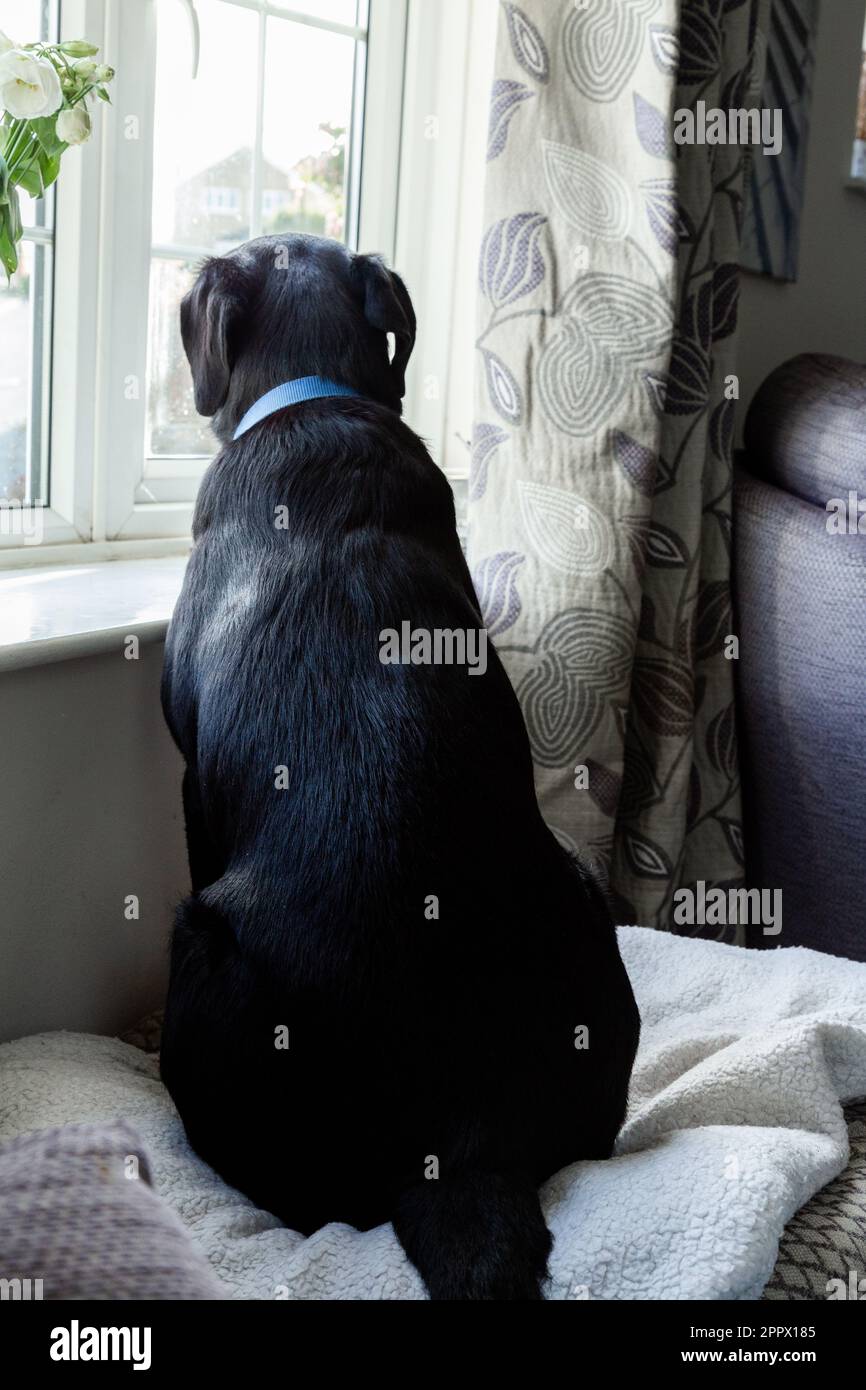 A black labrador retriever looking out of a window Stock Photo - Alamy