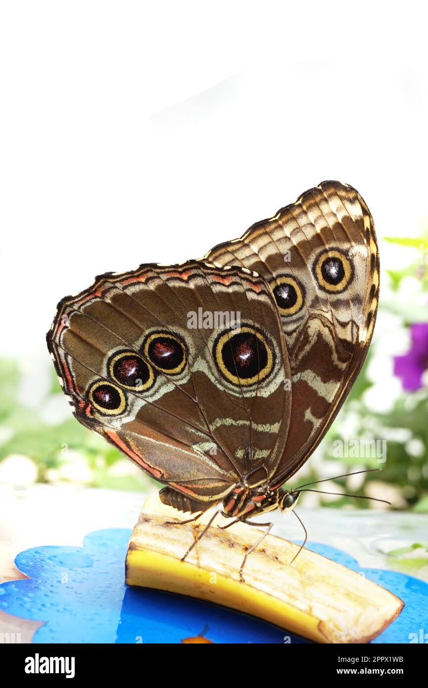 Big tropical butterfly hi-res stock photography and images - Alamy