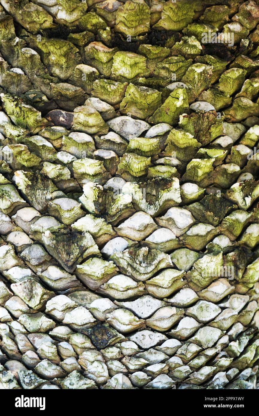 old palm tree trunk texture as very nice natural background Stock Photo ...