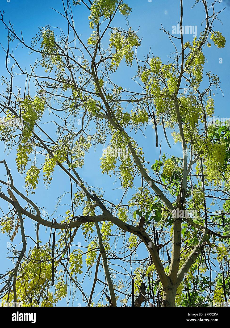 Cassia fistula, golden shower, purging cassia, Indian laburnum, Kani Konna, or pudding-pipe tree ...