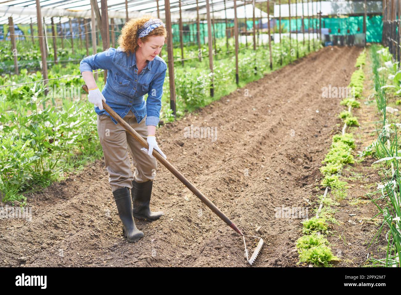 Female farmer leveling soil while working with rake in greenhouse farm ...