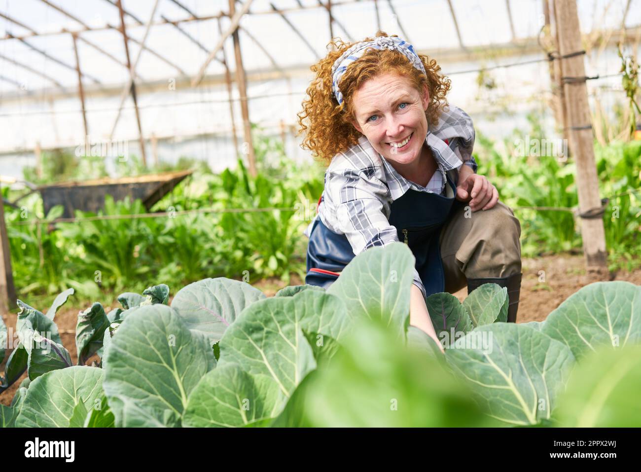 Portrait of happy female farmer crouching by cauliflower crops in ...