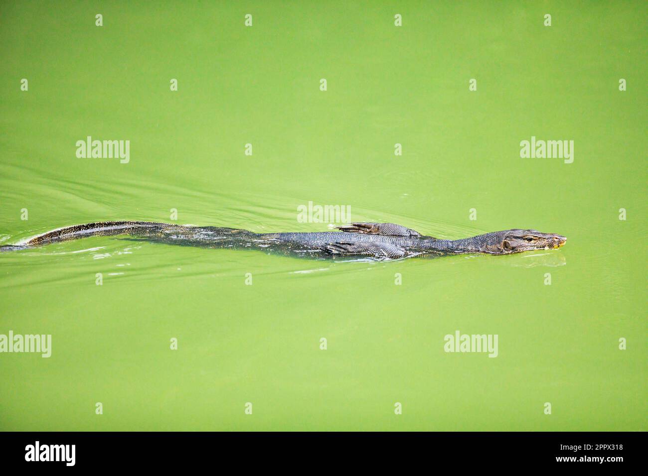 Malay monitor lizard swimming in a mangrove river, Singapore Stock ...