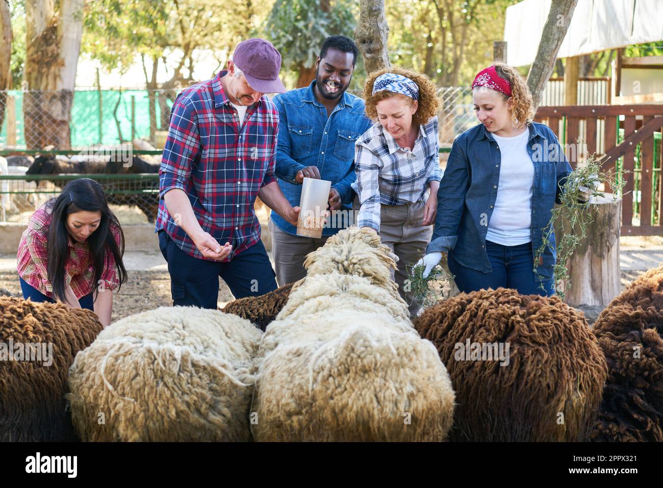 Multicultural male and female farmers feeding sheep while standing in ...