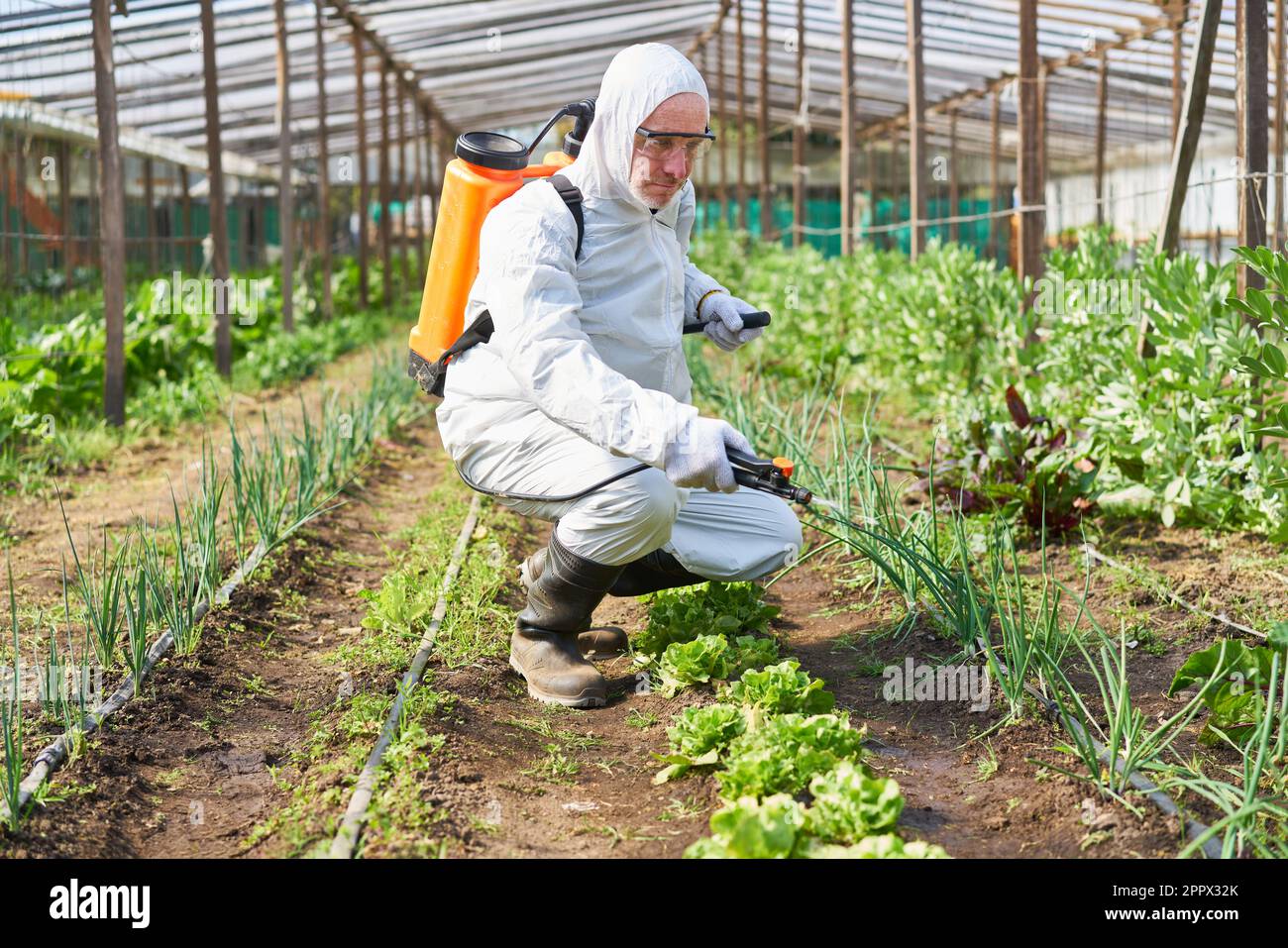 Mature farmer spraying pesticide through crop sprayer while crouching ...
