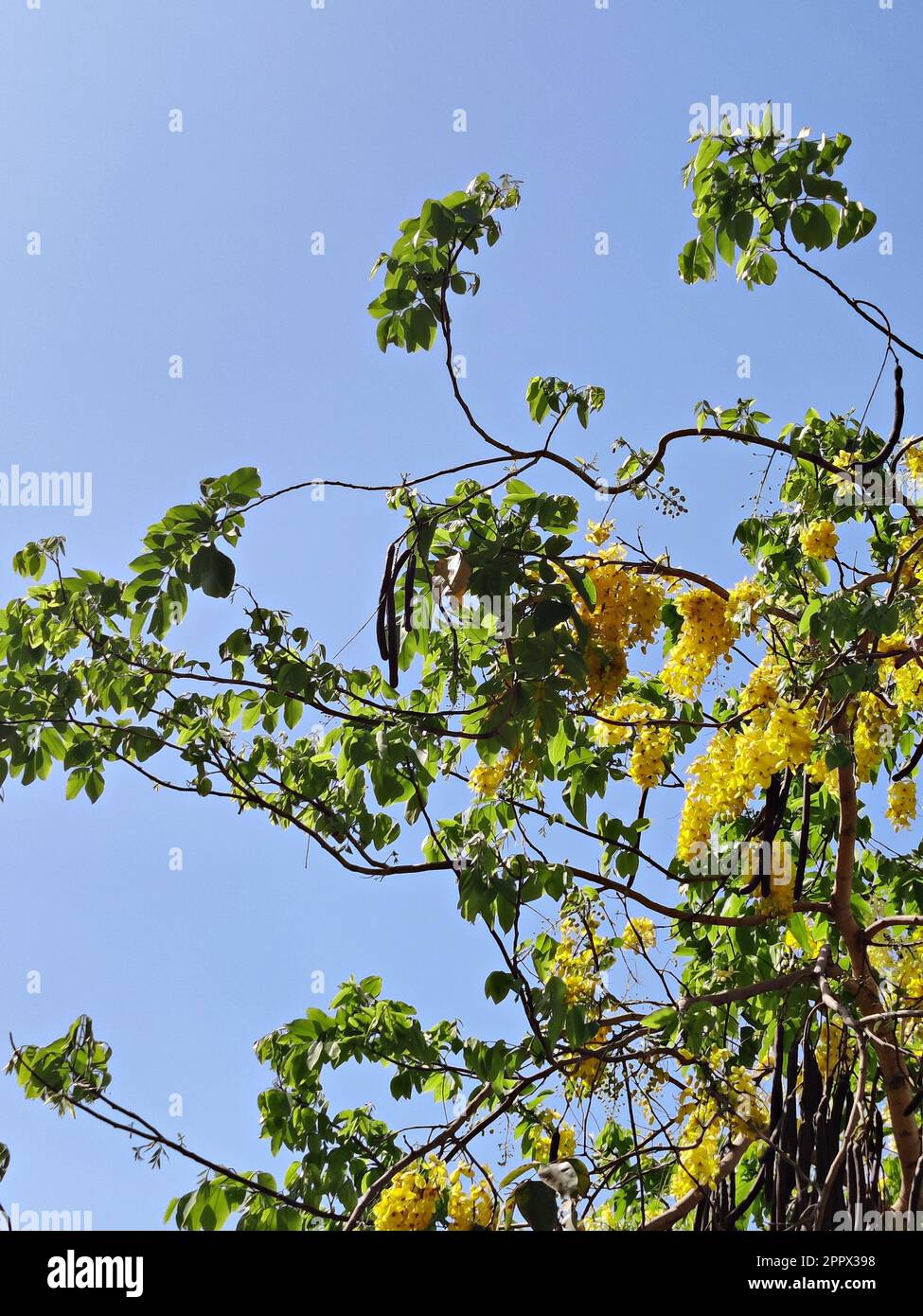Cassia fistula, golden shower, purging cassia, Indian laburnum, Kani ...