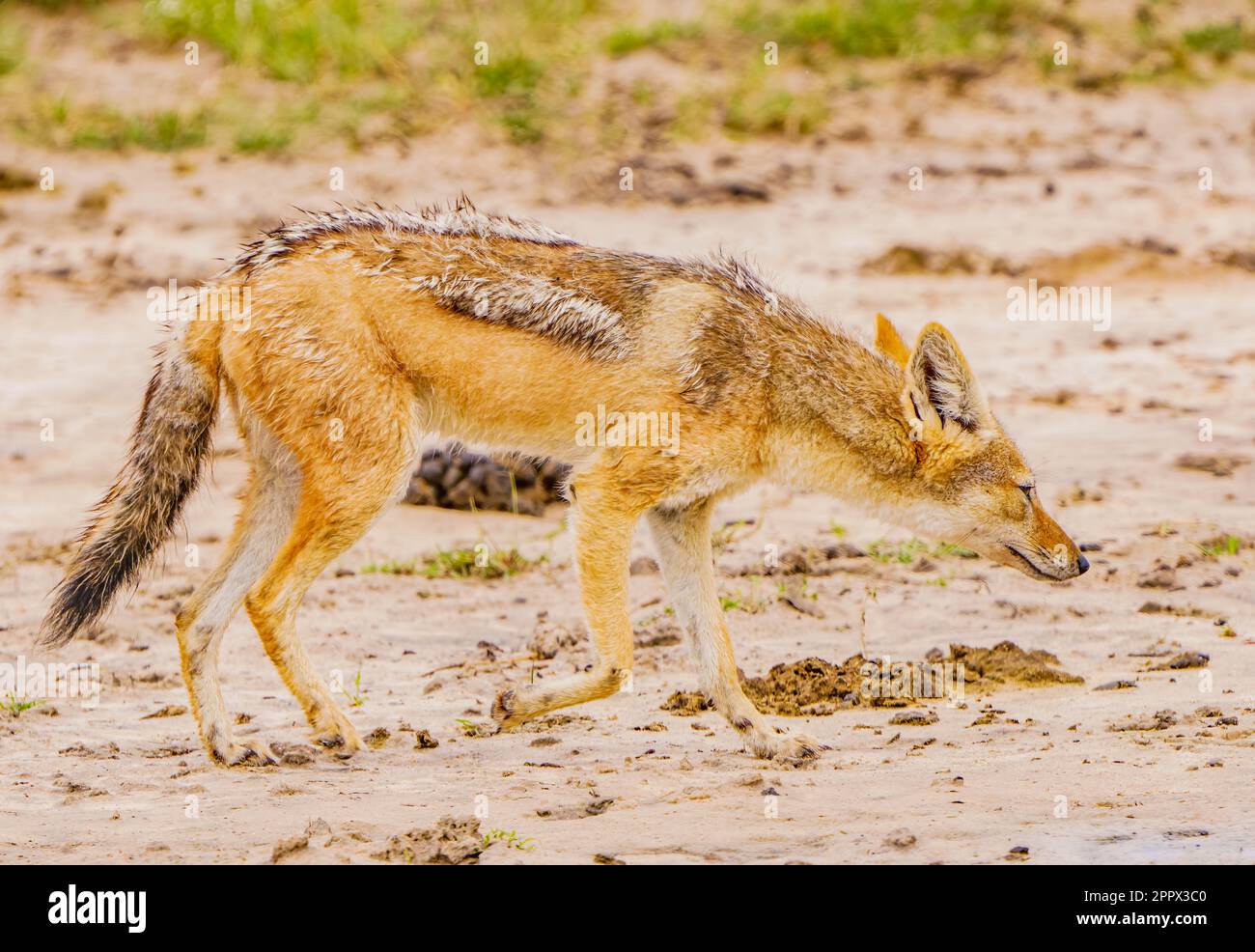 Silver backed jackal hi-res stock photography and images - Alamy